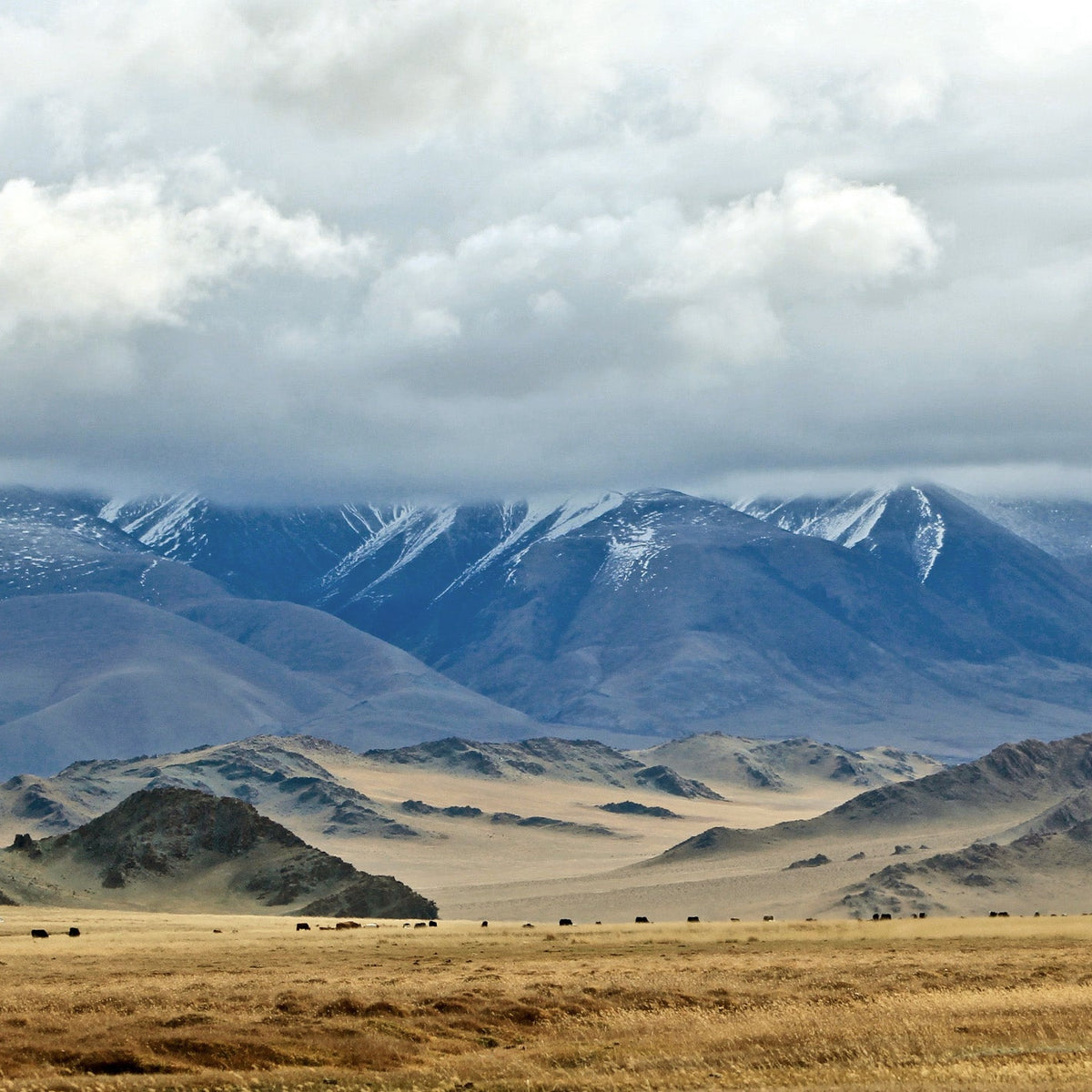 Mongolian Cashmere: A History of the World’s Finest Cashmere | arch4